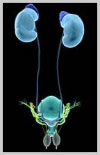 Neuromodulation of the bladder